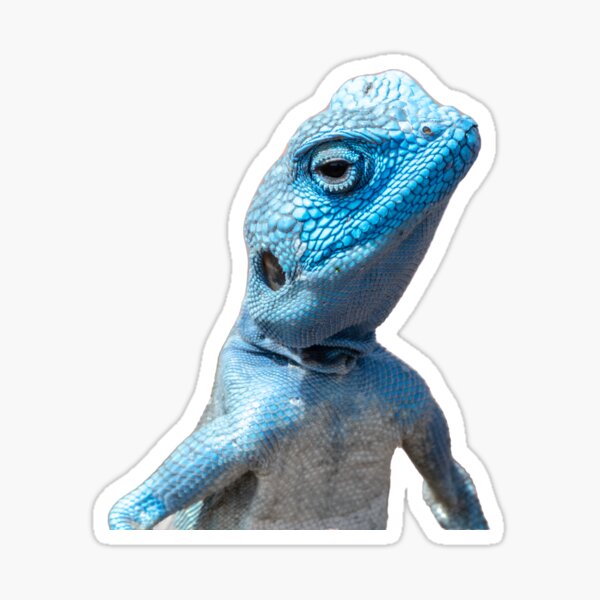 "Mesmerising Sinai Agama" Sticker for Sale by stedata | Redbubble