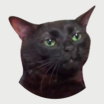"Black Cat Zoning Out meme - " Sticker for Sale by 3amshop | Redbubble