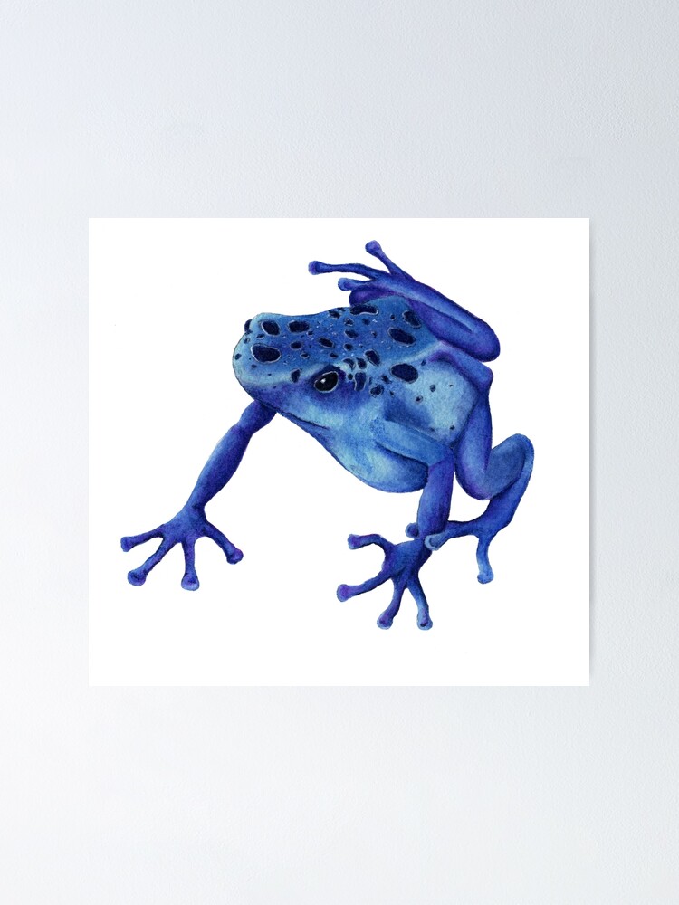 "Poison Dart Frog" Poster by salamandaz | Redbubble