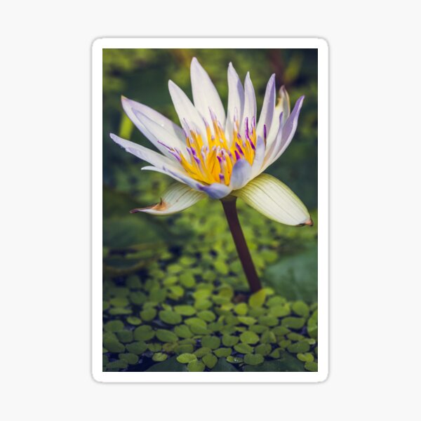"Water lily" Sticker by alanshapiro | Redbubble