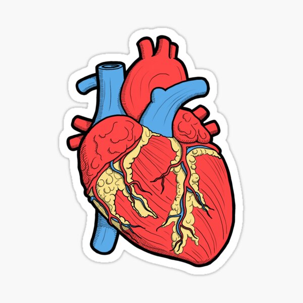 "Human Heart Illustration" Sticker by befehr | Redbubble