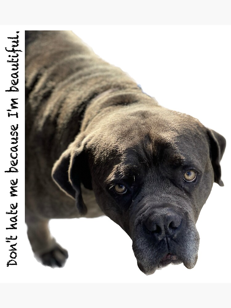 "Beautiful mutt sticker" Sticker for Sale by Snips-Skyguy | Redbubble