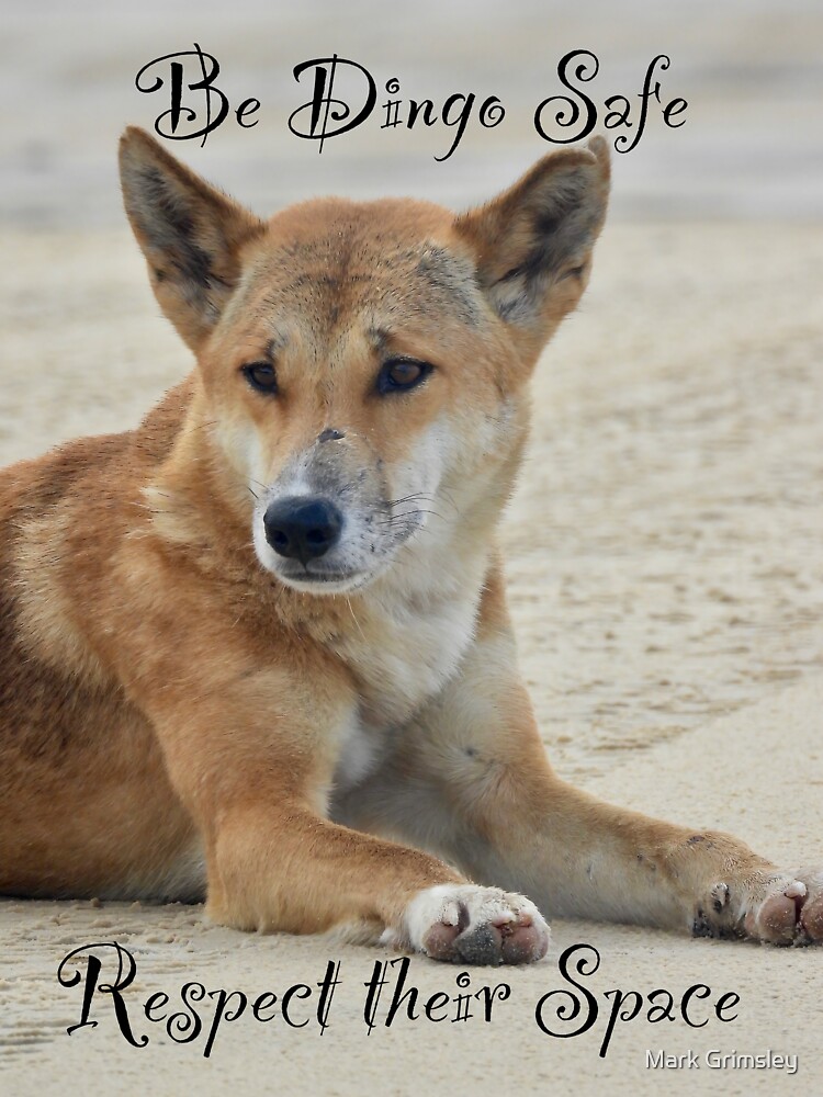 "Be dingo safe respect their space" Essential T-Shirt for Sale by Mark ...