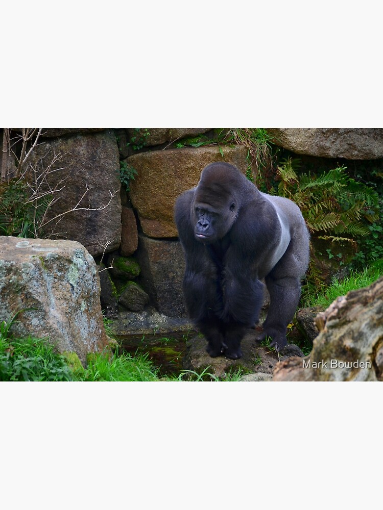 "Gorilla II" Art Print for Sale by Jerseyphotos | Redbubble