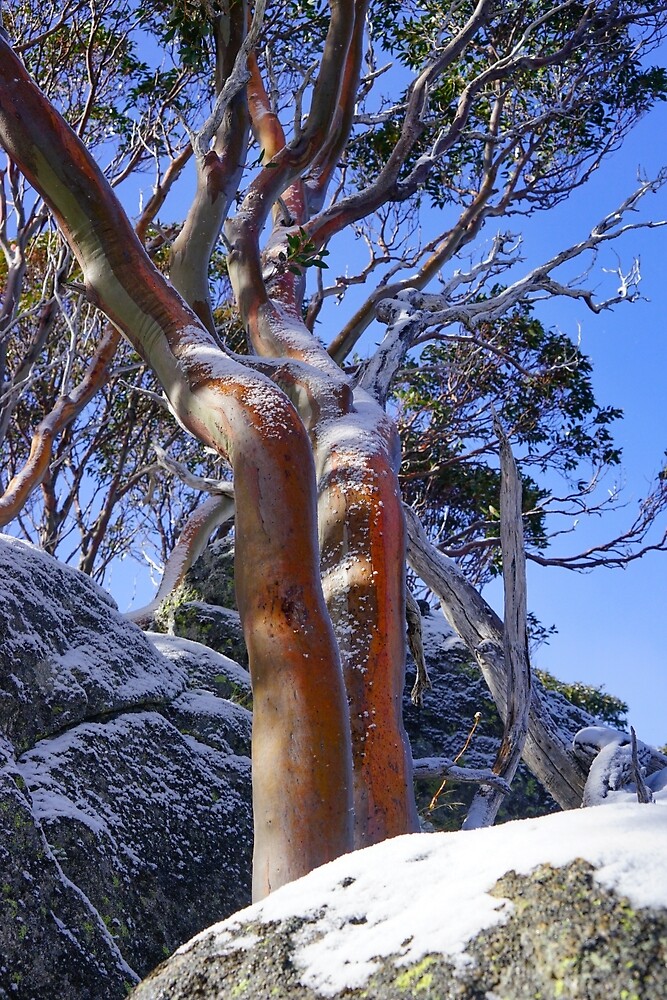 "Snow Gums" by Harry Oldmeadow | Redbubble