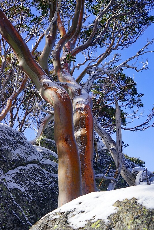 "Snow Gums" by Harry Oldmeadow | Redbubble