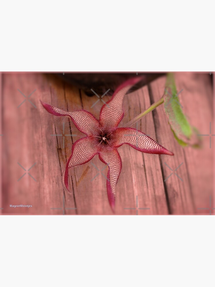 Póster «DIFFERENT FACES OF THE STAPELIA GIGANTEA - Giant carrion flower ...