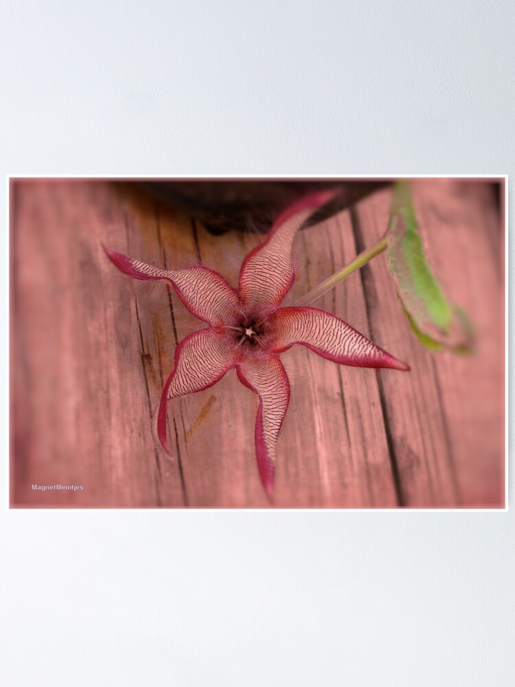 Póster «DIFFERENT FACES OF THE STAPELIA GIGANTEA - Giant carrion flower ...