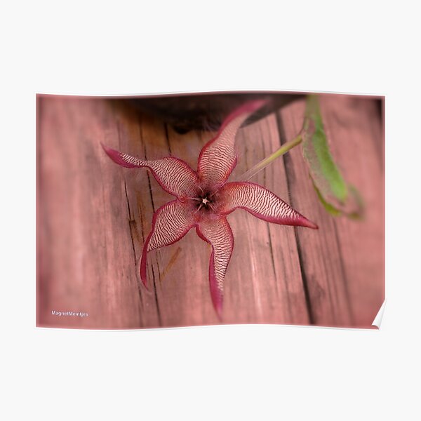 Póster «DIFFERENT FACES OF THE STAPELIA GIGANTEA - Giant carrion flower ...