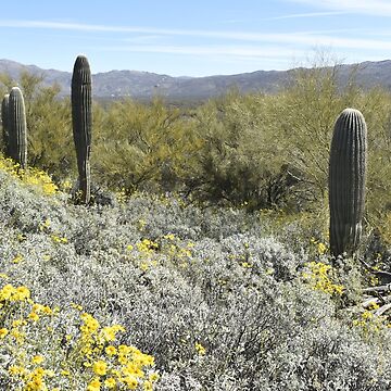 "Tucson Spring Landscape" Sticker for Sale by Kathleen Brant | Redbubble