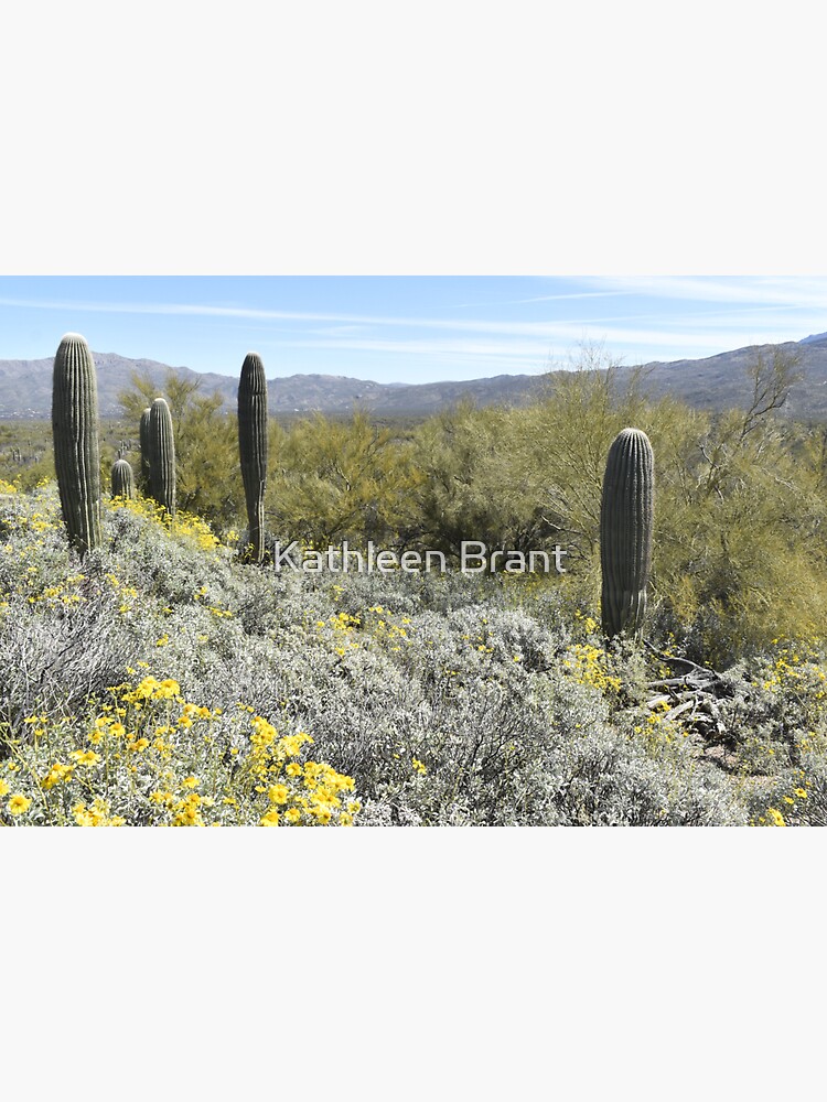 "Tucson Spring Landscape" Sticker for Sale by Kathleen Brant | Redbubble