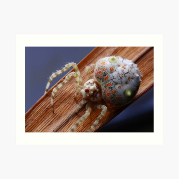 Lámina artística « Ordgarius magnificus (anteriorley Dicrostichus ...