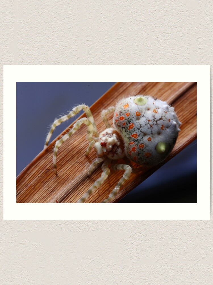 Lámina artística « Ordgarius magnificus (anteriorley Dicrostichus ...