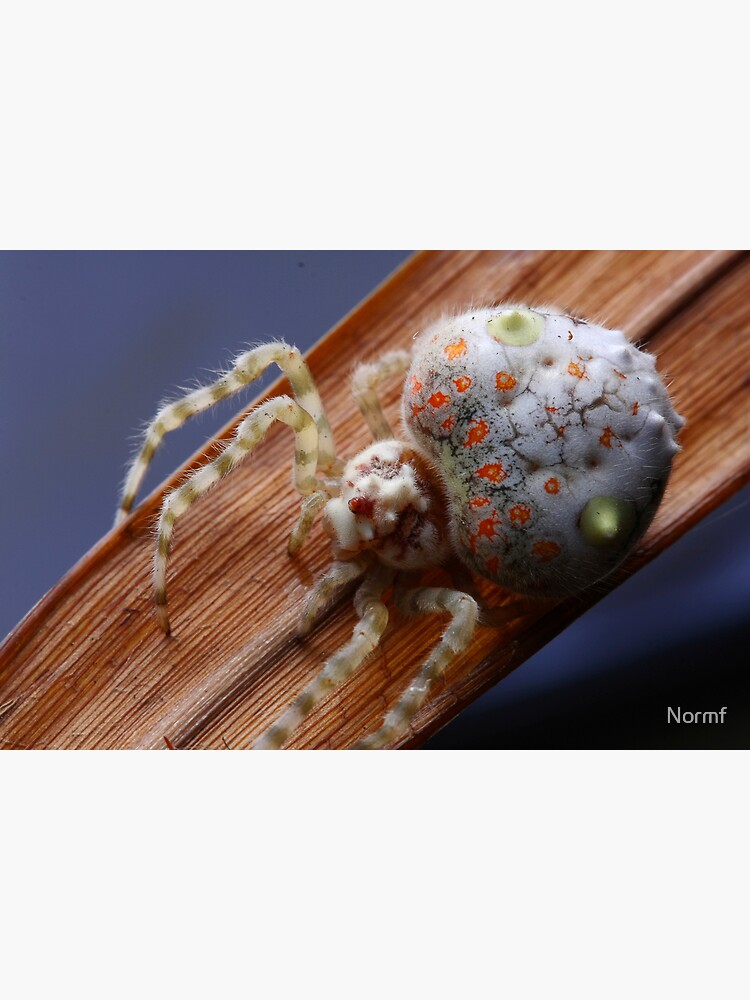 "Magnificent (bolas) spider, Ordgarius magnificus " Poster by Normf ...