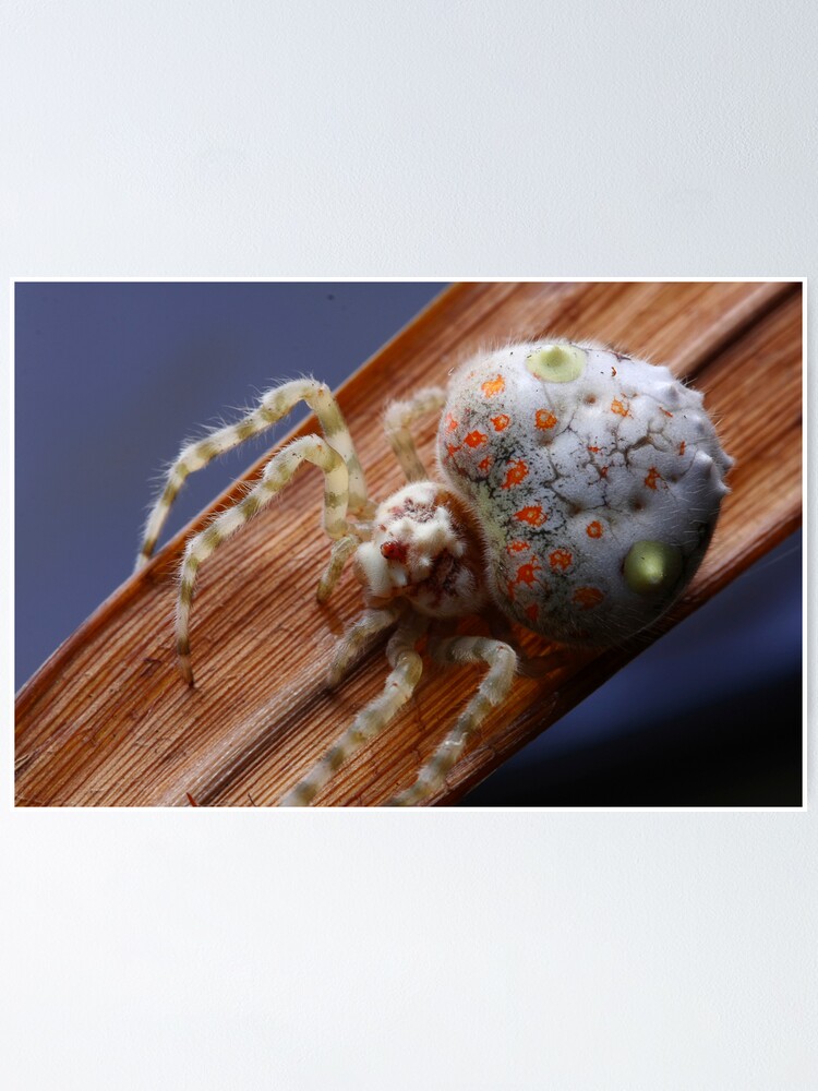 "Magnificent (bolas) spider, Ordgarius magnificus " Poster by Normf ...