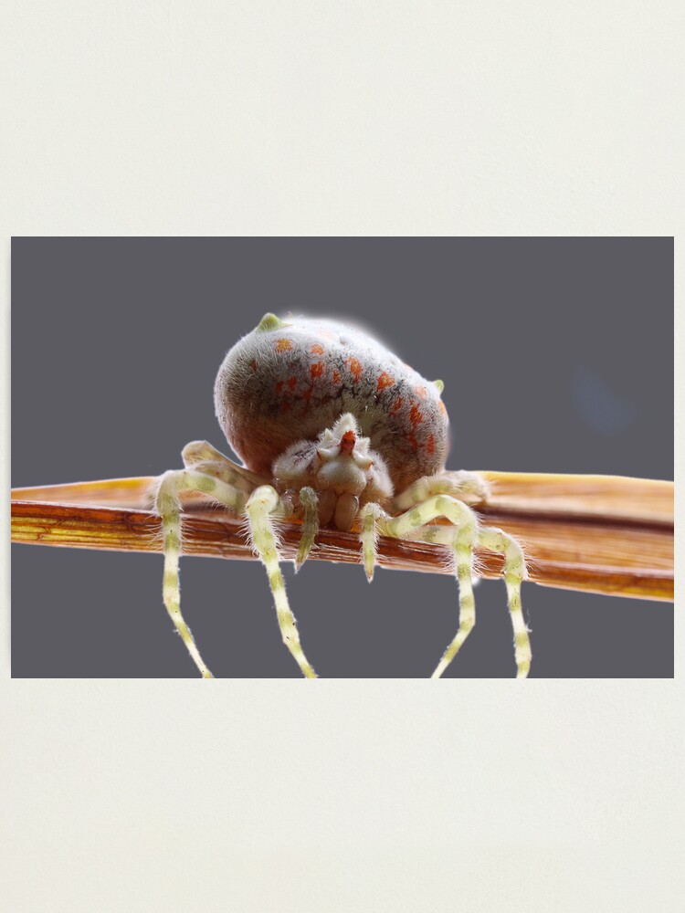 "Ordgarius magnificus, Magnificent (bolas) spider" Photographic Print ...