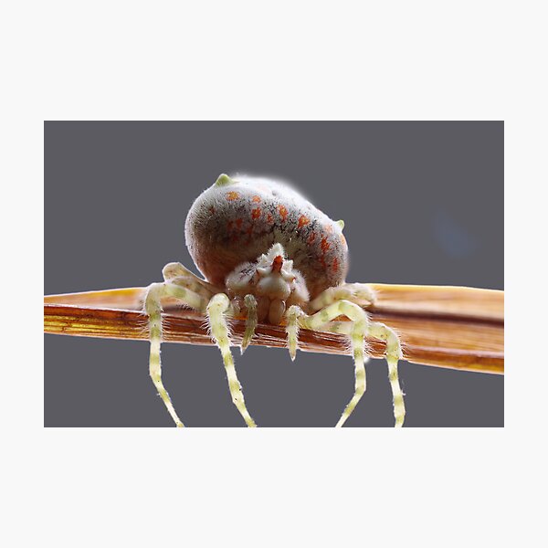 "Ordgarius magnificus, Magnificent (bolas) spider" Photographic Print ...