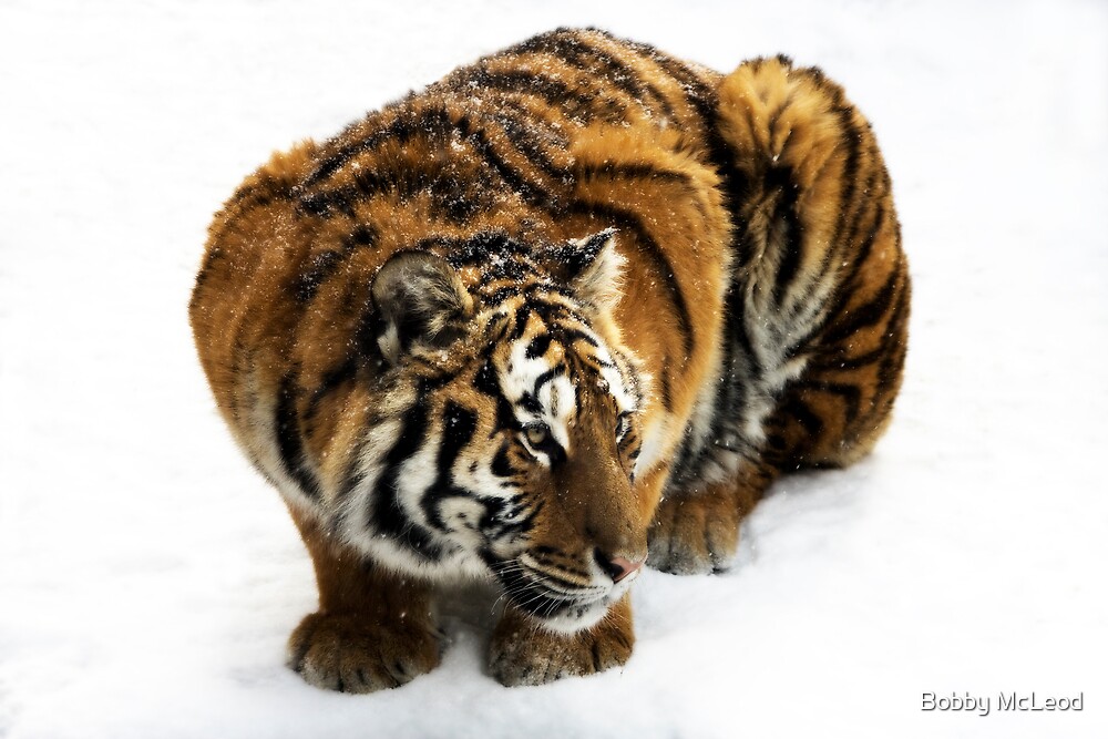 "Crouching Tiger" by Bobby McLeod | Redbubble