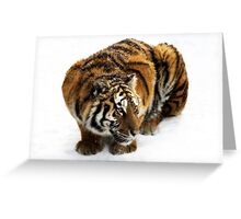 "Crouching Tiger" by Bobby McLeod | Redbubble