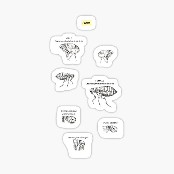 "Fleas" Sticker for Sale by KaARTehan | Redbubble