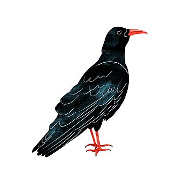 "Cornish Chough" Sticker for Sale by Sarah Whittle | Redbubble