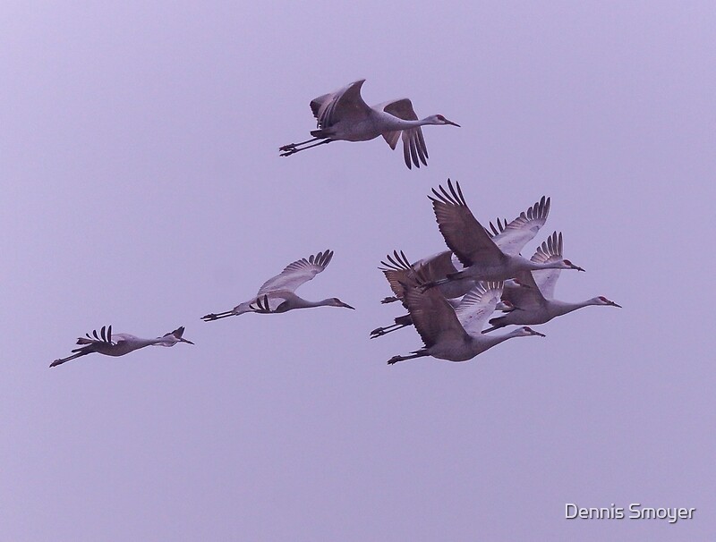 "Cranes in flight" by Dennis Smoyer | Redbubble