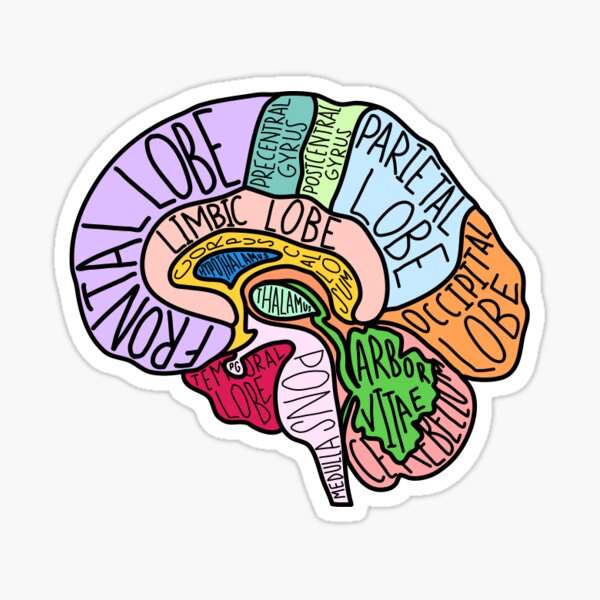 "Labeled Brain Anatomy" Sticker for Sale by gingerlycrafted | Redbubble