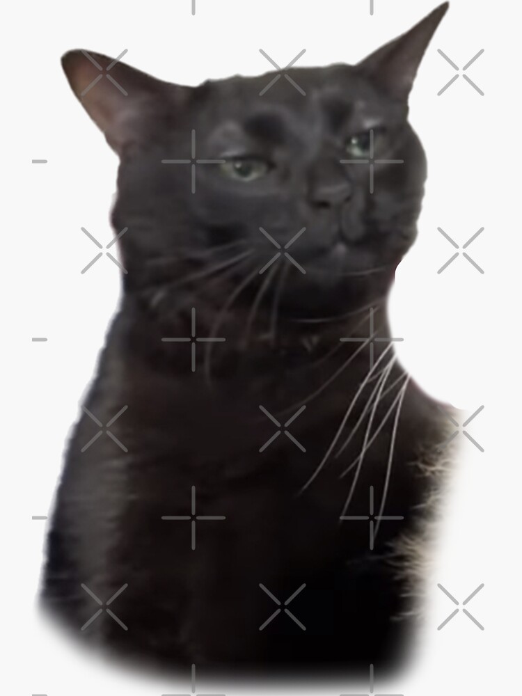 "Black Cat Zoning Out Staring Meme " Sticker for Sale by JazzyClothing ...