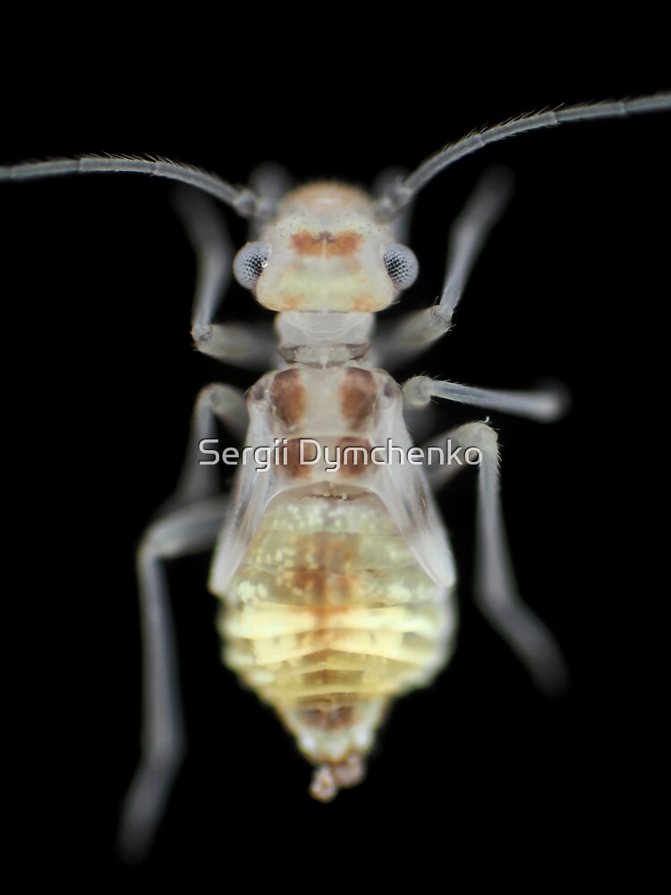"Barklouse (Psocidae)under the microscope" Sticker for Sale by Sergii Dymchenko | Redbubble