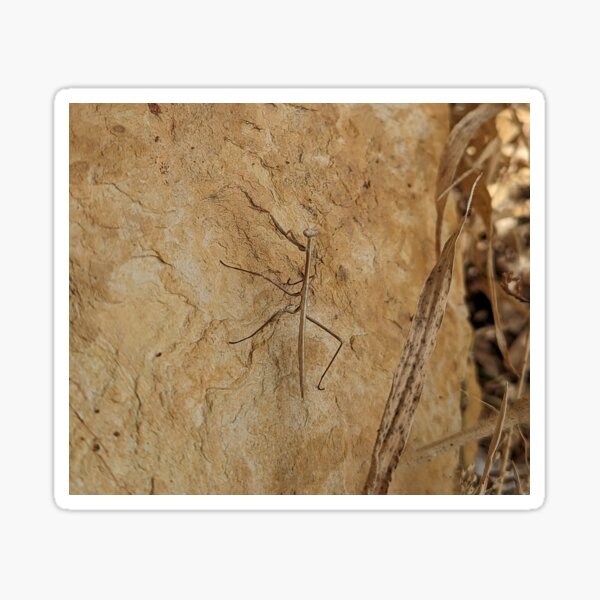 "Stick insect" Sticker for Sale by WeepingLight | Redbubble