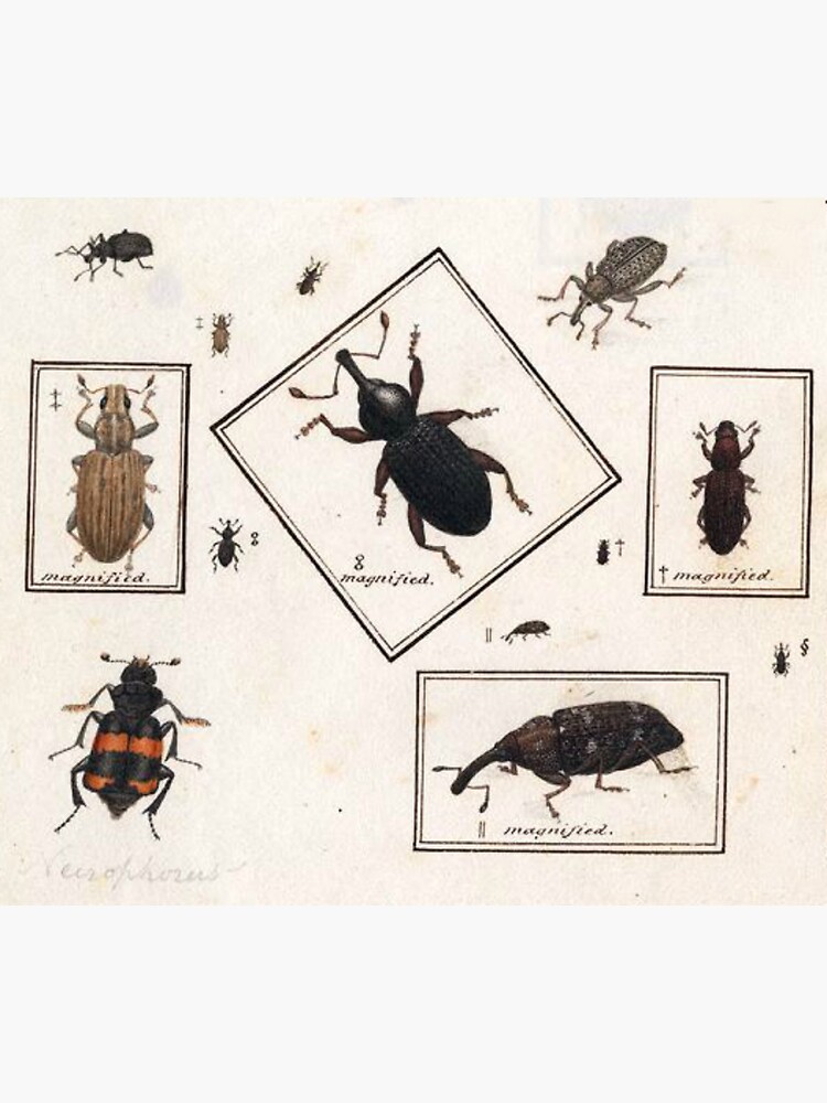 "Naturalist Beetles" Sticker by bluespecsstudio | Redbubble