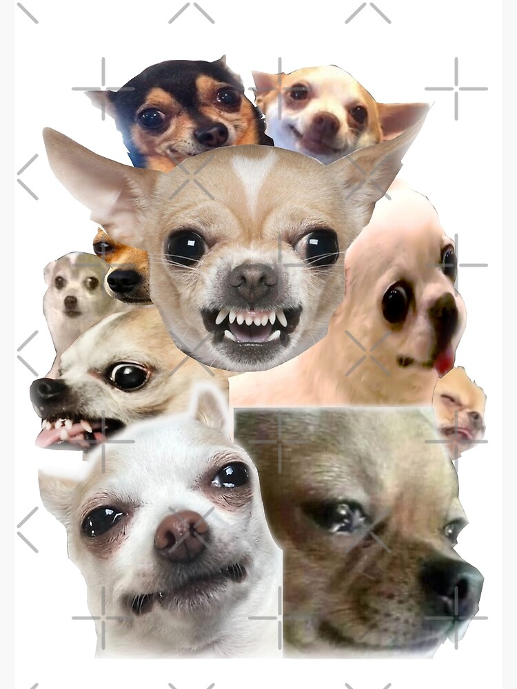 Memes Chihuahua Dog The Famous 'Chihuahua Or Muffin?' Meme. This