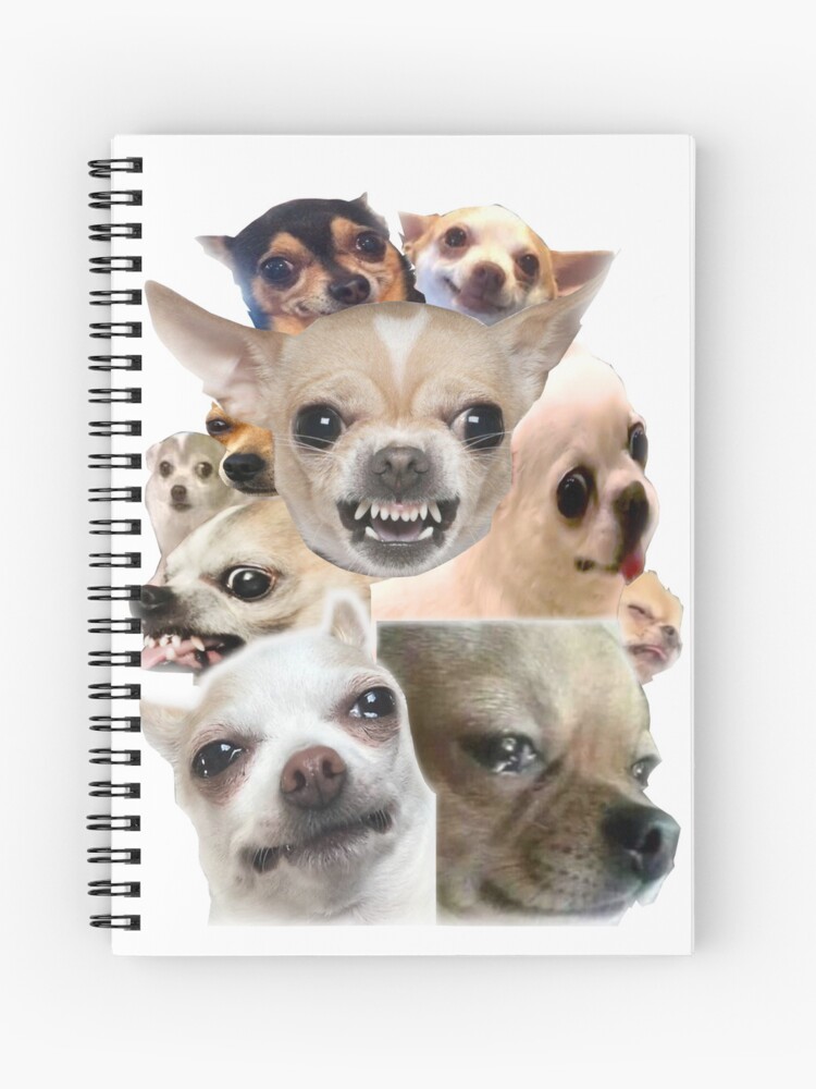 Memes Chihuahua Dog The Famous 'Chihuahua Or Muffin?' Meme. This