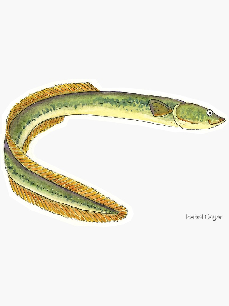 "American eel (Anguilla rostrata)" Stickerundefined by Isabel Cayer ...