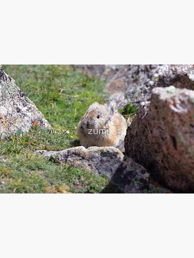 "Pika at its den" Sticker for Sale by zumi | Redbubble