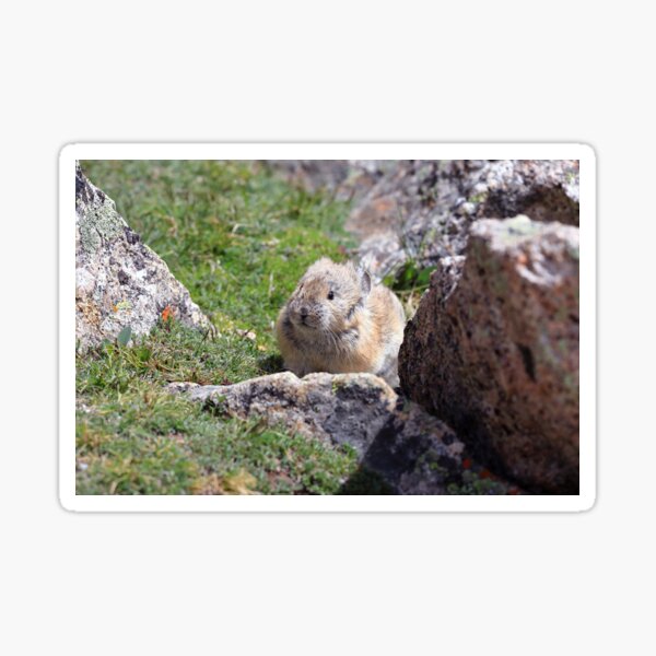 "Pika at its den" Sticker for Sale by zumi | Redbubble
