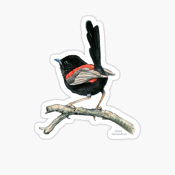 "Red-Backed Fairy Wren" Sticker for Sale by Nadya Neklioudova | Redbubble