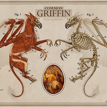 "Griffin anatomy poster " Art Print for Sale by chaoticcaprisun | Redbubble