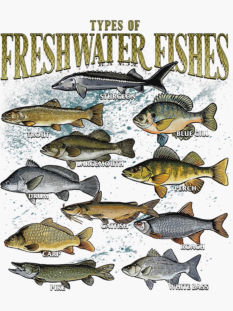 "Types of Freshwater Fish Bass Fly Fishing Angler Fisherman" Sticker ...
