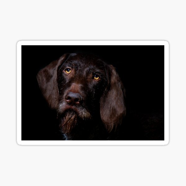 German Wirehaired Pointer Gifts & Merchandise | Redbubble