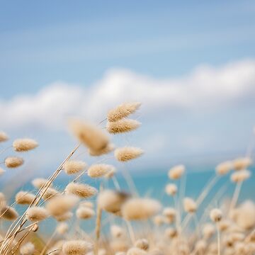 "white lagurus aka kittens" Art Board Printundefined by Nebulae-Art ...