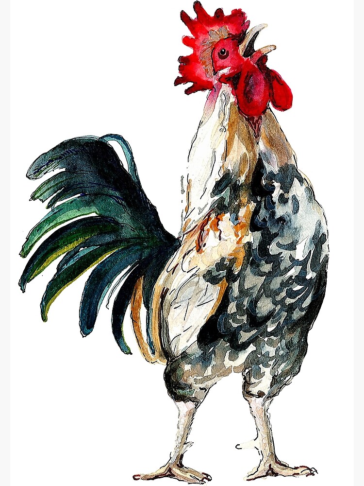 "Rooster" Poster for Sale by bridgetdav | Redbubble