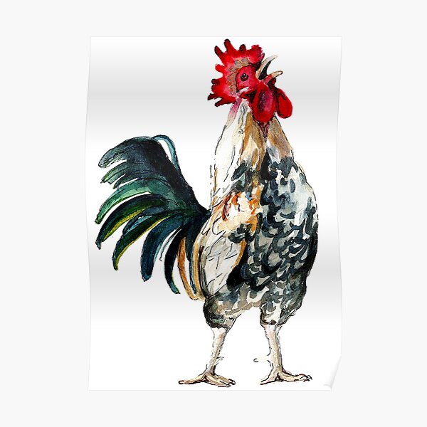 "Rooster" Poster for Sale by bridgetdav | Redbubble