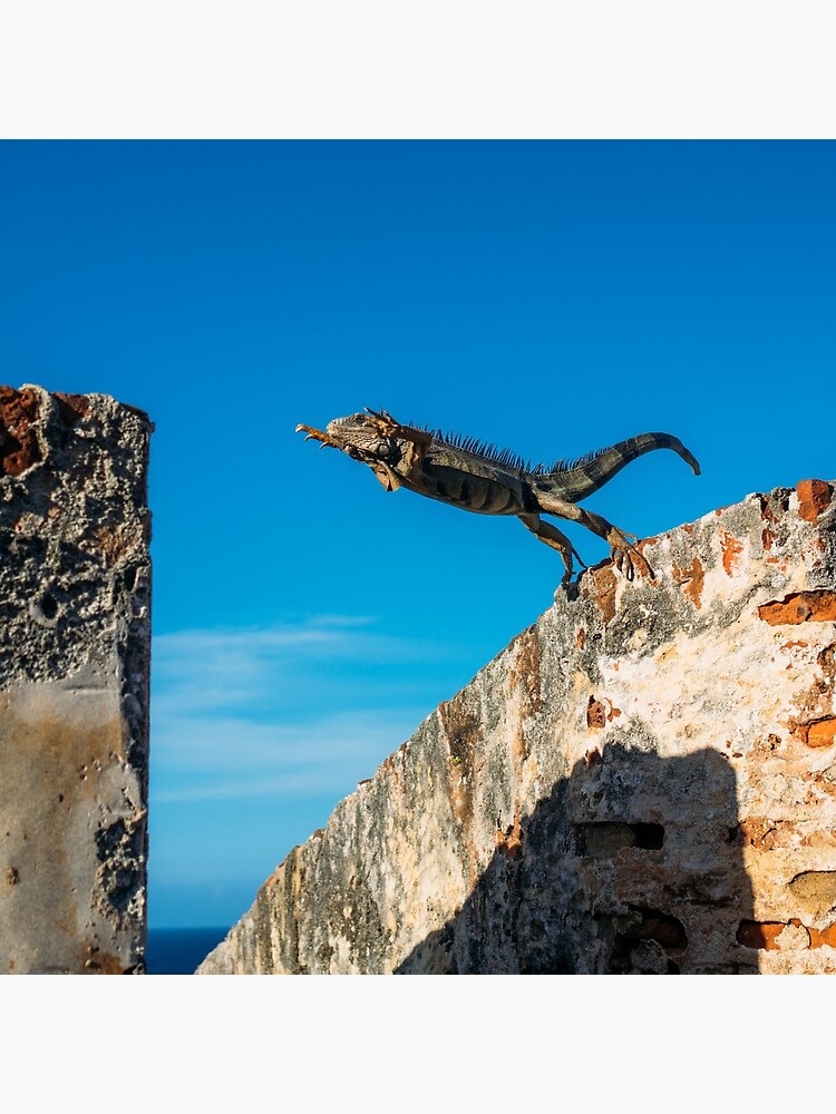 "Jumping Iguana Leap Of Faith" Poster by PurefireDesigns | Redbubble