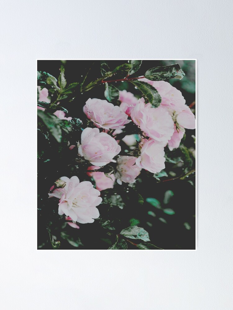 "Vintage aesthetic pink roses flowers " Poster for Sale by by-jwp ...