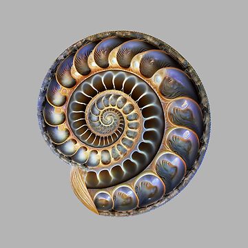 Golden Ratio In Nature Shell