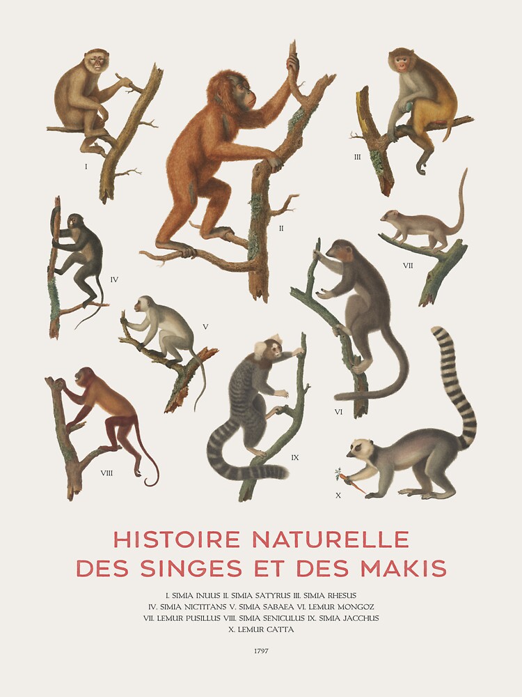 "Natural history of monkeys and lemurs - Zoology chart" Sticker for ...