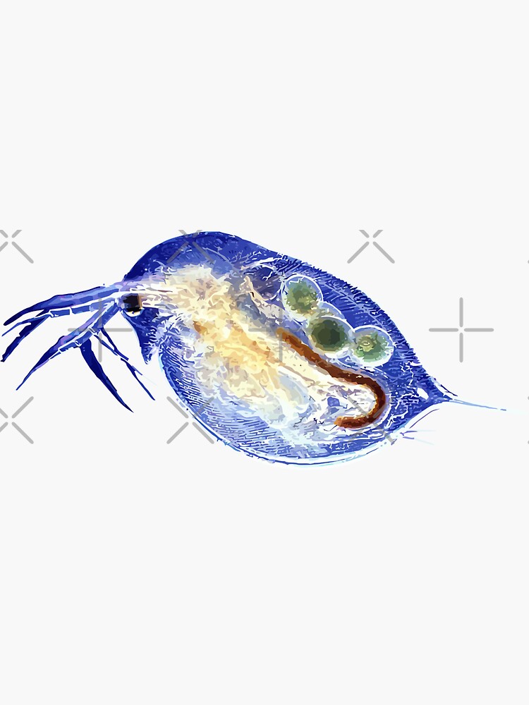 "Daphnia Magna Water Fleas Plankton Gifts For Biology And Microbiology ...
