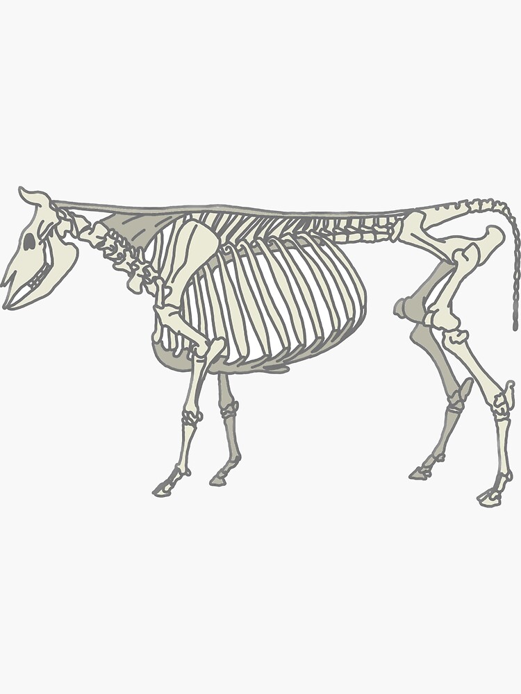 Huesos De La Anatomía De La Vaca Falanges Del Bovino Anatomia