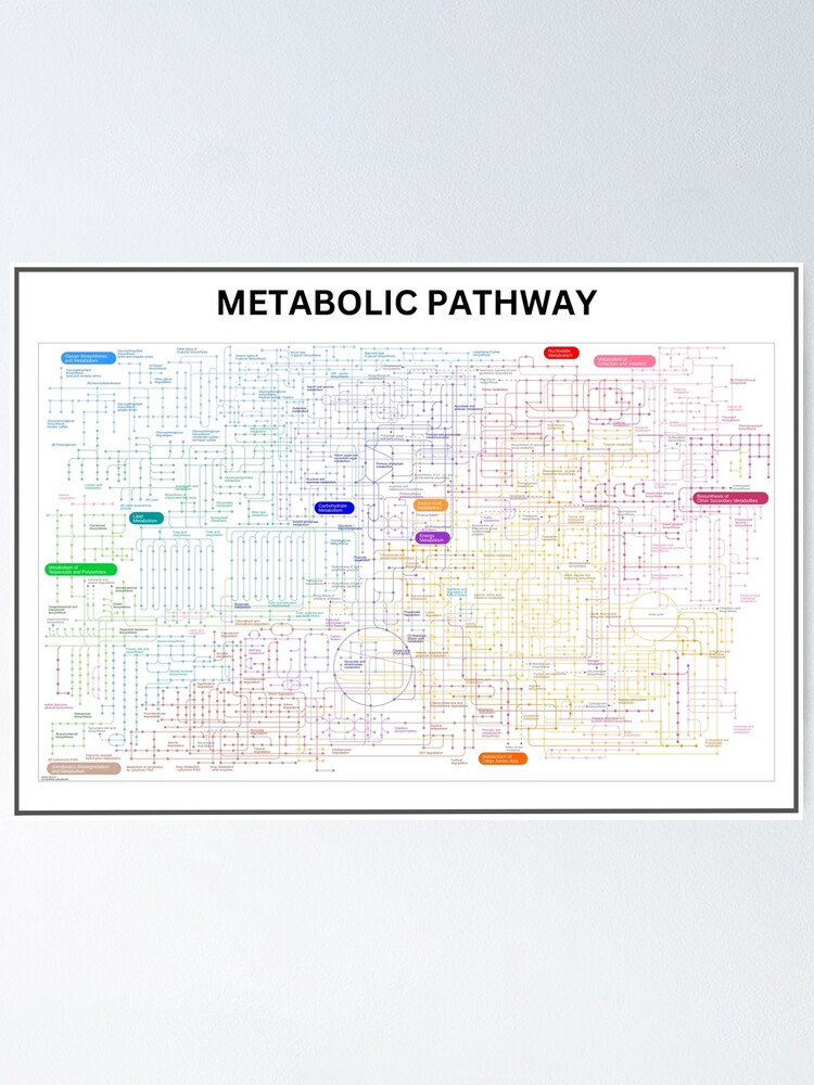 "Metabolic pathway map" Poster for Sale by ScienceStores | Redbubble